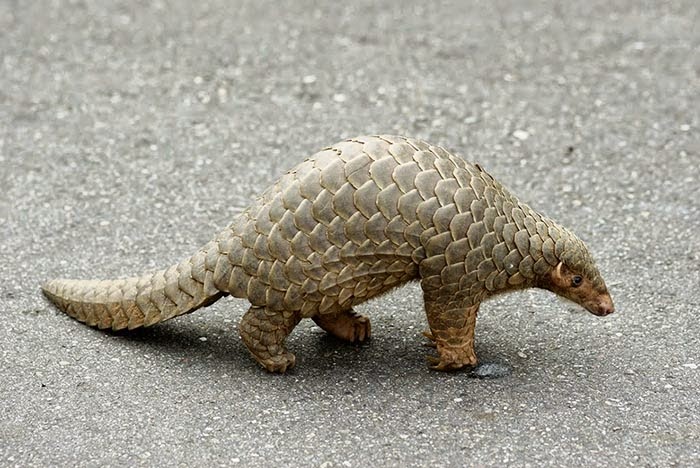Philippine Pangolin Animals | Amazing Facts & Latest Pictures | The ...