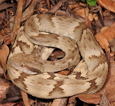 Serpent Research: Four new vipers were described in 2016