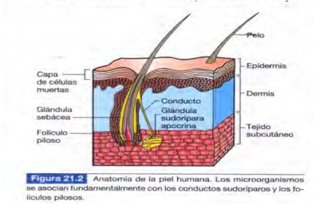 Flora Microbiana Normal del Cuerpo Humano: septiembre 2013
