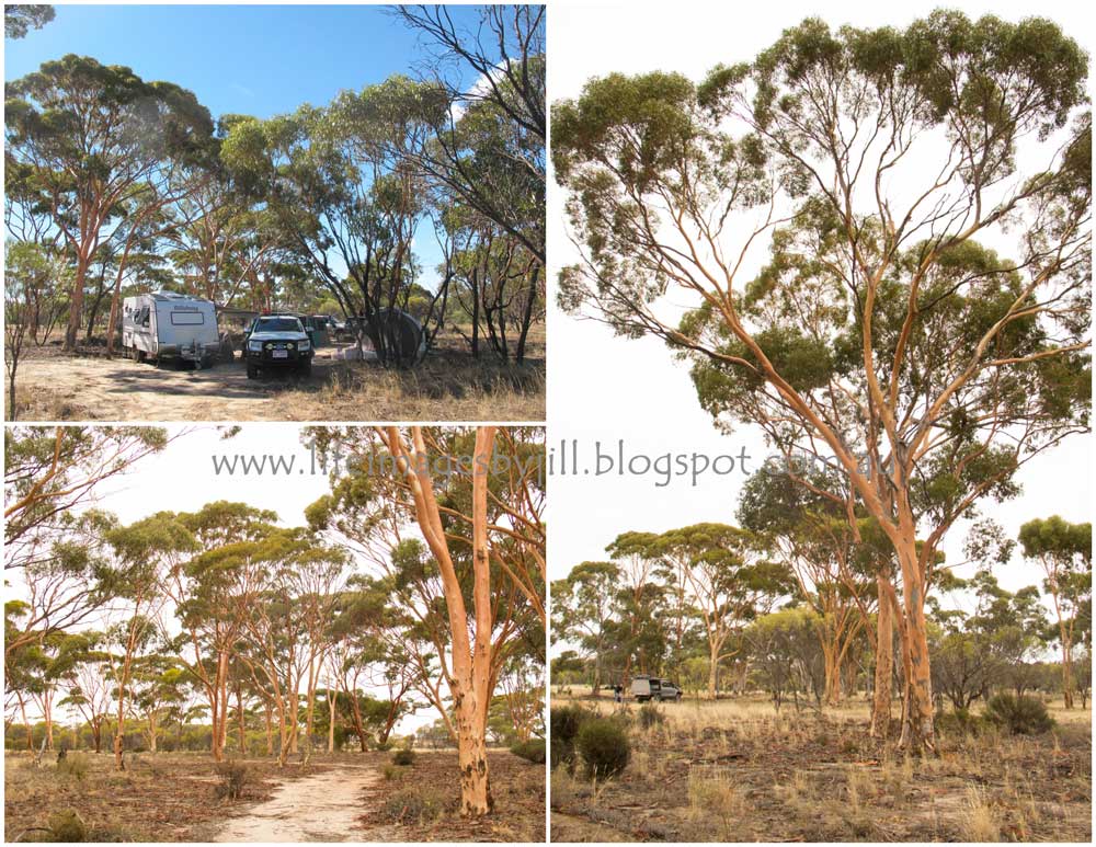 Life Images by Jill: Camping out in the Western Australian wheatbelt ...