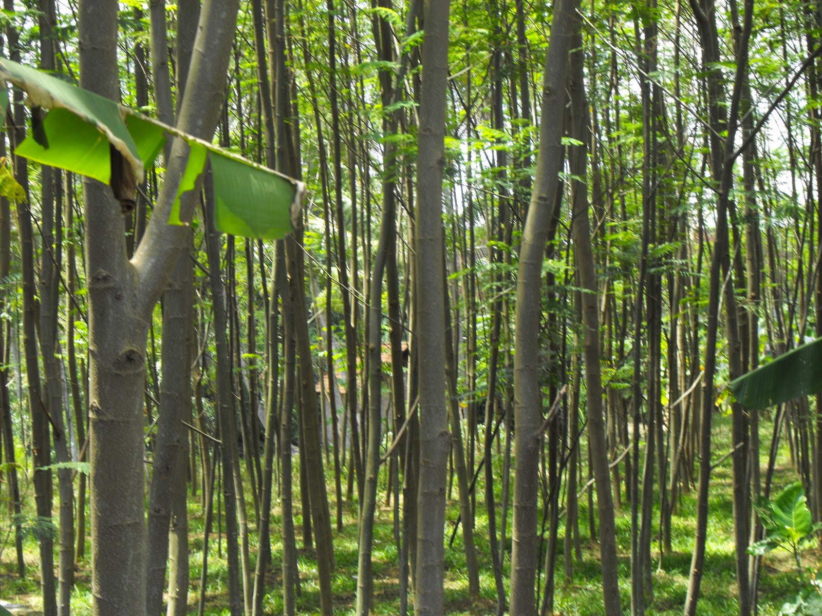 SPKP DESA CIKANYERE: HUTAN RAKYAT