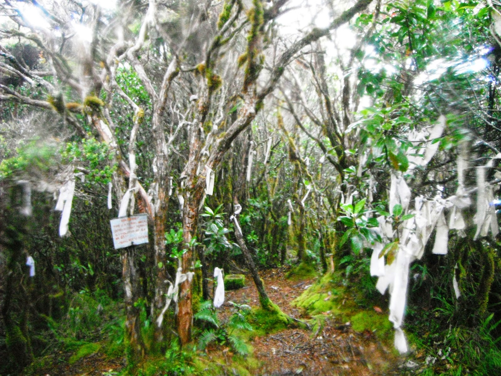 iamerwinsy: Dayhiking Mt. Kintanglad and Mt. Dulang-Dulang (D2K)