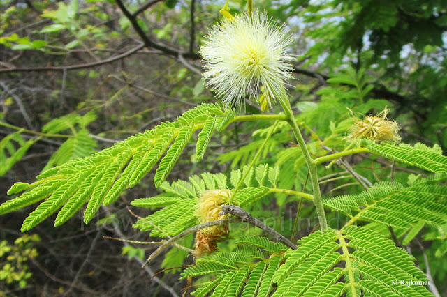 Albizia amara - Oil cake tree - Flowers of Tamilnadu