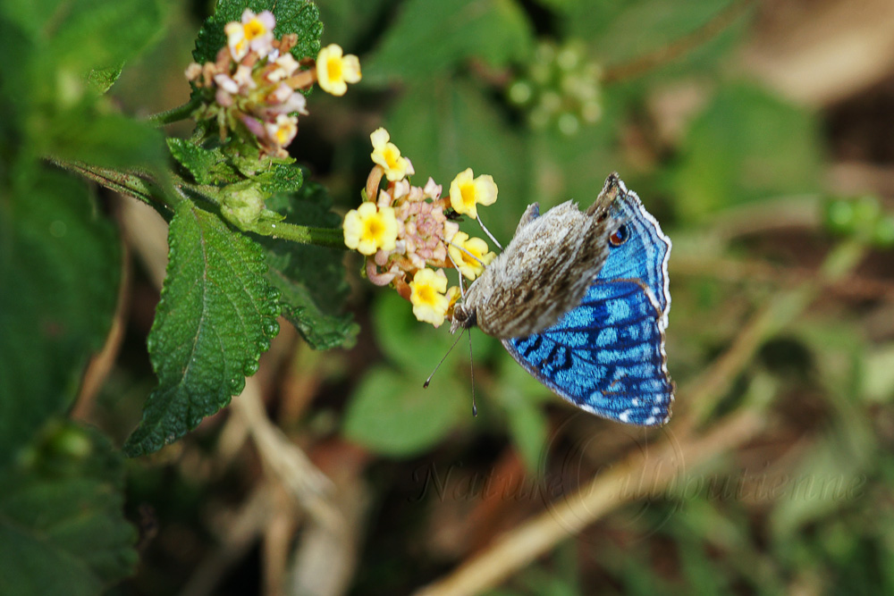 Photo Nature Lilliputienne (macrophotographies): Junonia rhadama ...