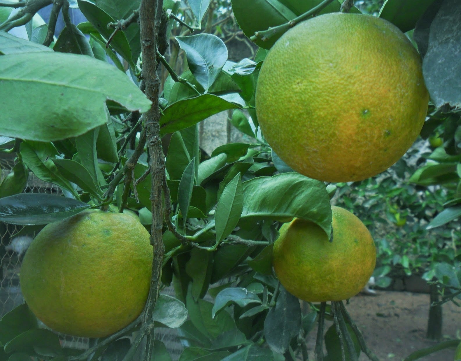 Nedi Nelson Imagens D'Alma: LARANJA DA BAHIA
