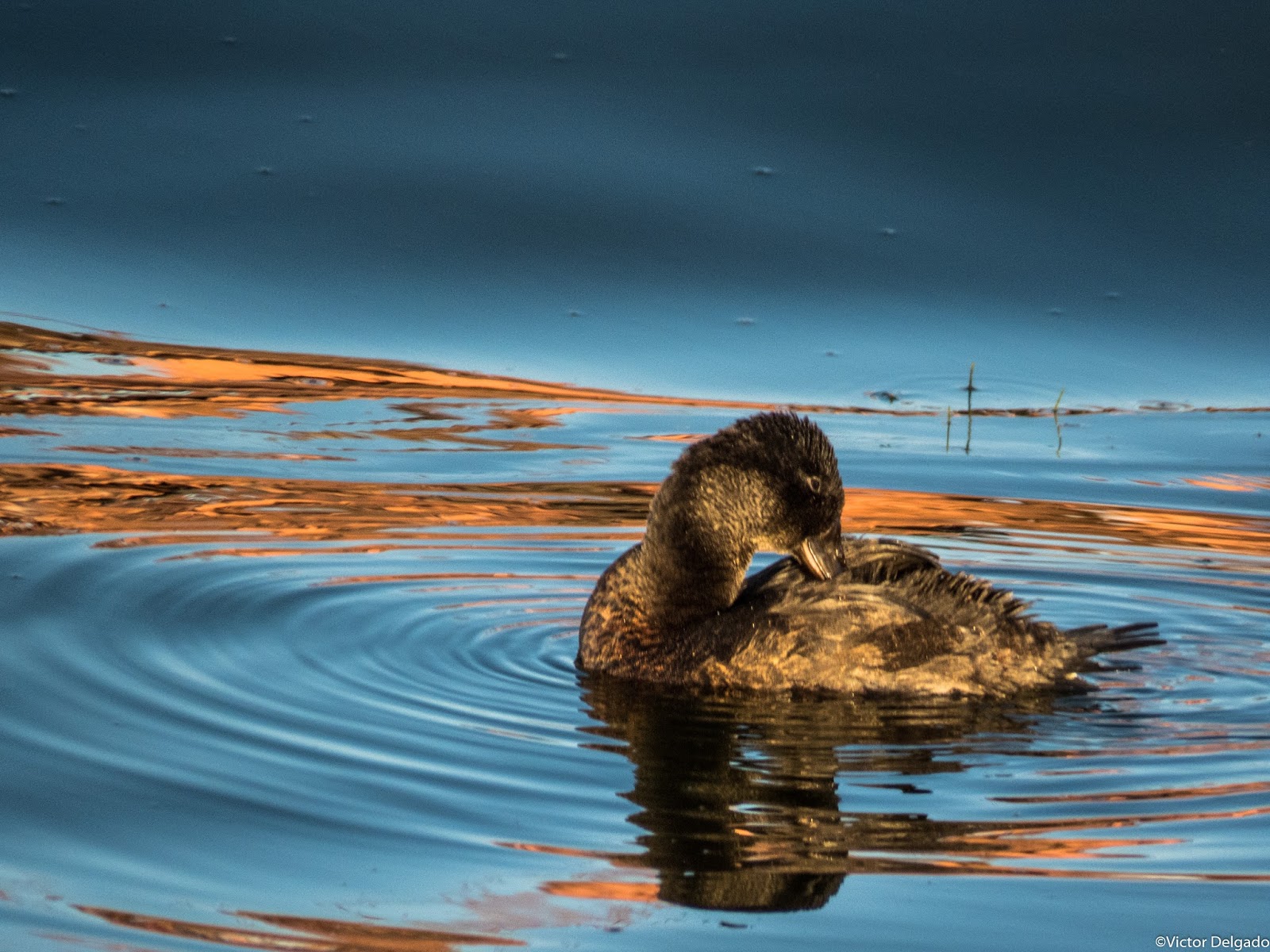 PAJARITOS PERU: FOTO DEL DÍA: Pato Pana