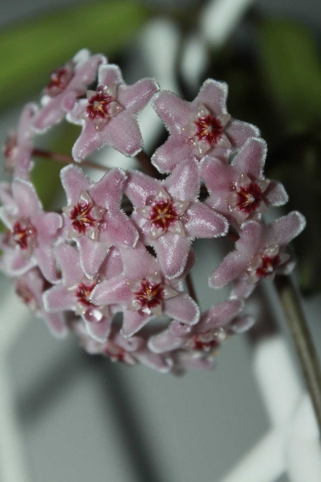 Hoyapassion: Hoya Minibelle splash leaves