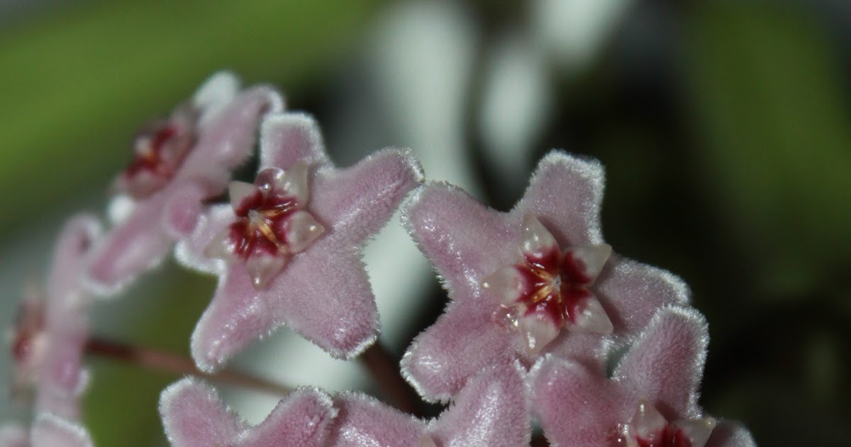 Hoyapassion: Hoya Minibelle splash leaves