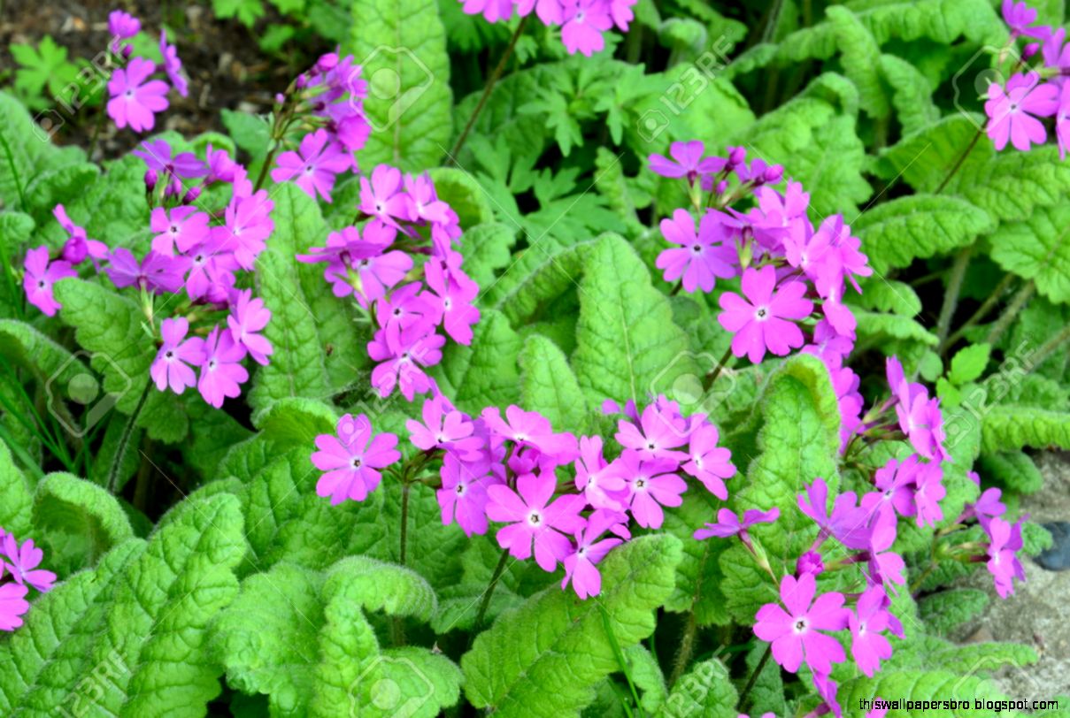 Primula Farinosa Flowers | This Wallpapers