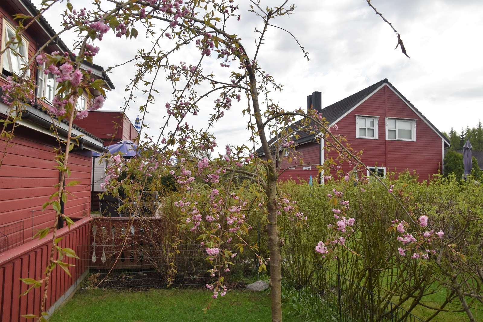 Saritas blogg: 12.05 En blomstrende hage