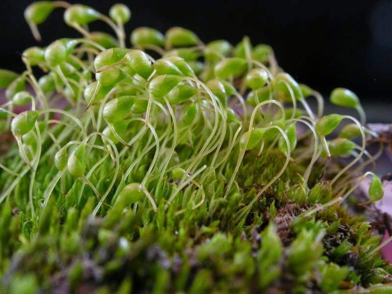 Bryophytes Funaria