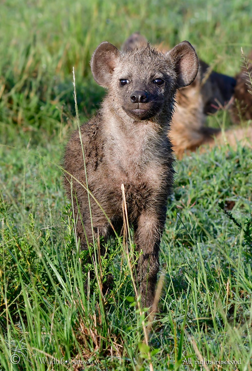 WILDLIFE GATEWAY: Hyène tachetée, et si nous changions de point de vue?
