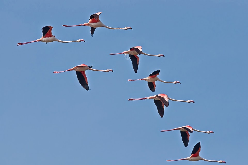 Perú, paraíso de las aves: The Andean Flamenco or parihuana in Peruvian ...