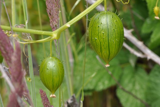Orca Watcher: Summer Solstice