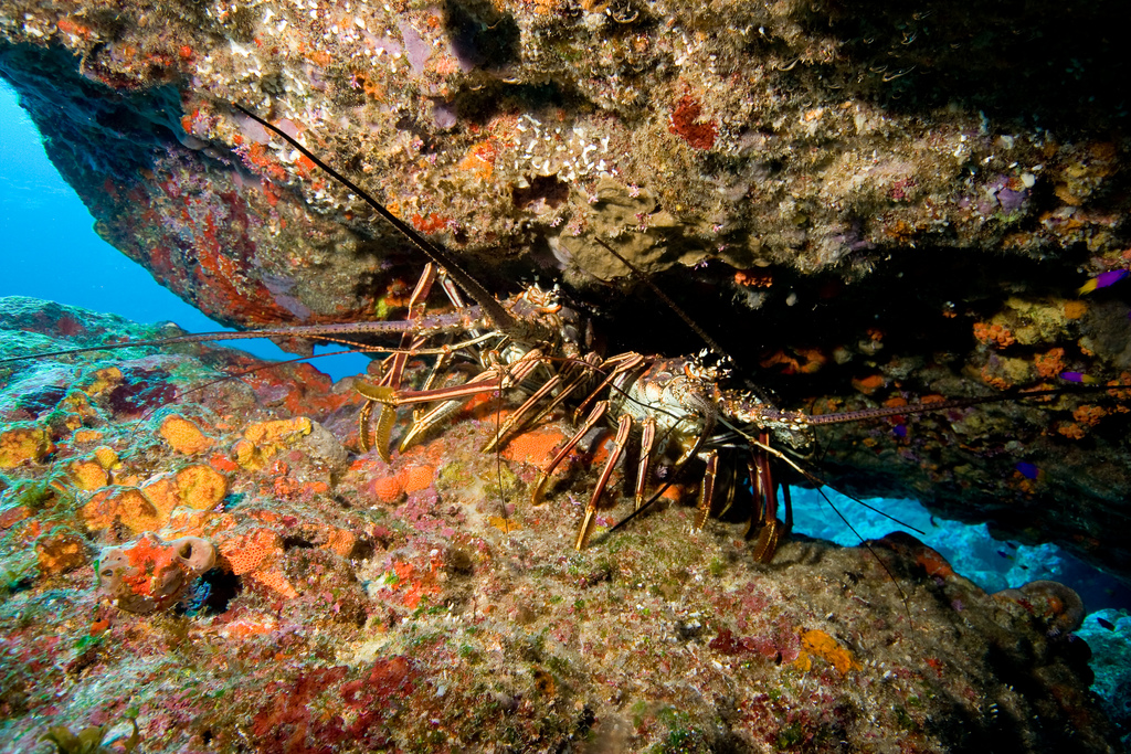 Real Monstrosities: Spiny Lobster