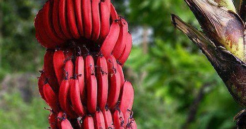 Musa acuminata 'Red Dacca' : Red bananas | All about plant