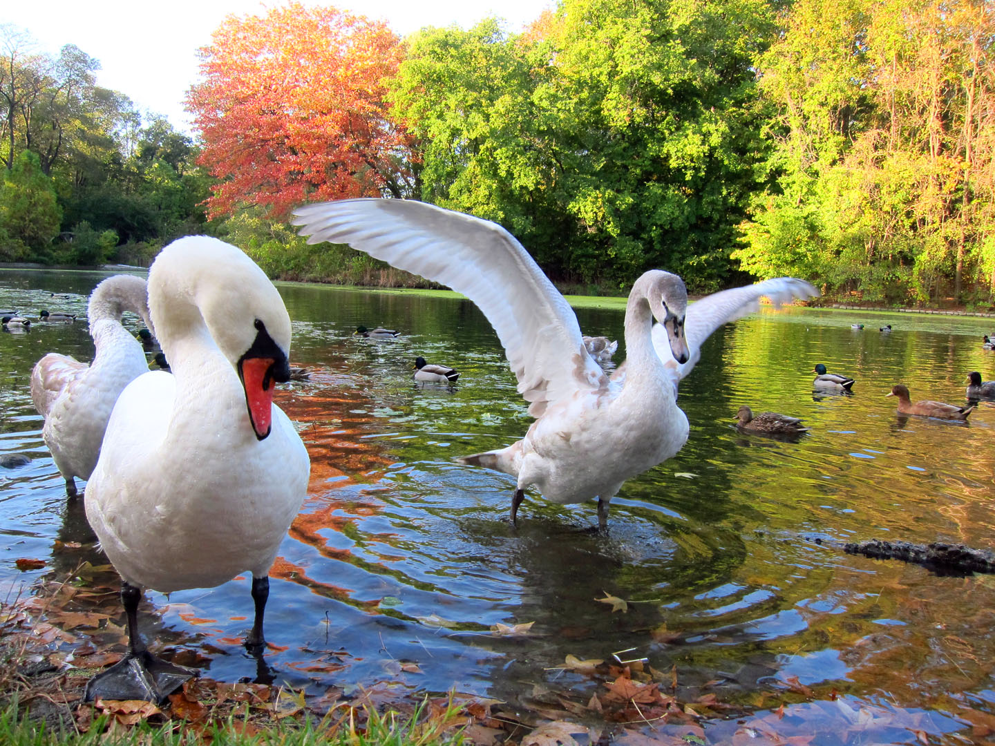 66 Square Feet (Plus): Prospect Park's Swans