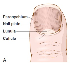 The Coding Station: ACCESSORY STRUCTURES OF THE SKIN