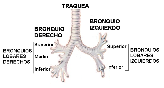 Bronquios, NOMBRE: Noemy Karla Fernández Patón GRUPO 1 - Coggle Diagram
