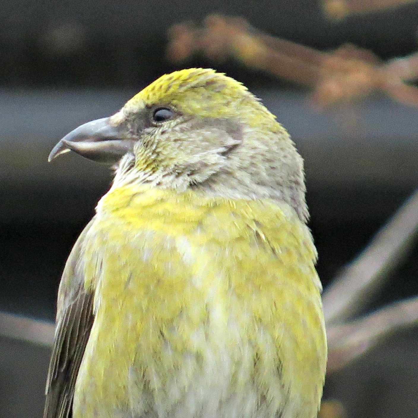 Birding Is Fun!: A Crossbill Month