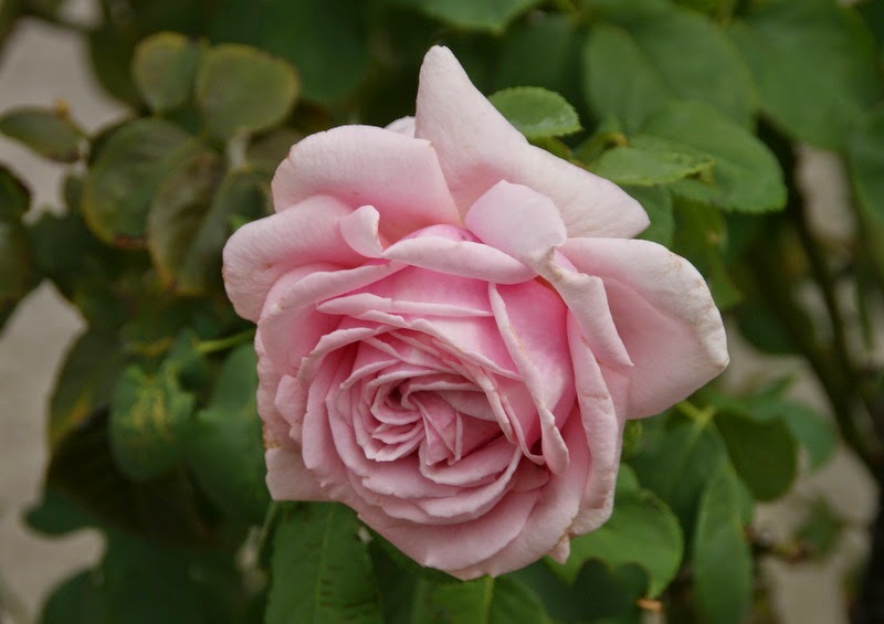 Organic Garden Dreams: October Roses