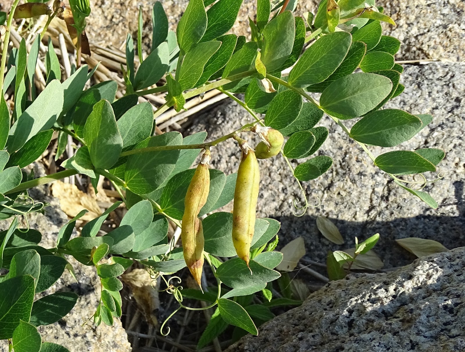 Notes from Halibut Point: The Pea Family