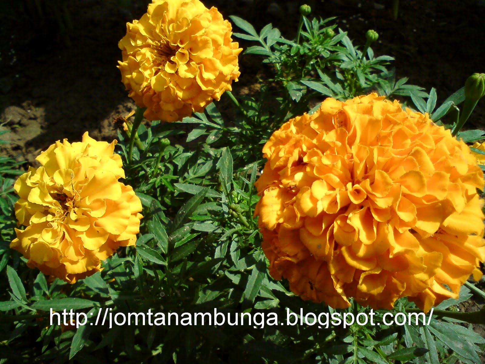 Jom Tanam Bunga: Yang Mati Hidup Semula