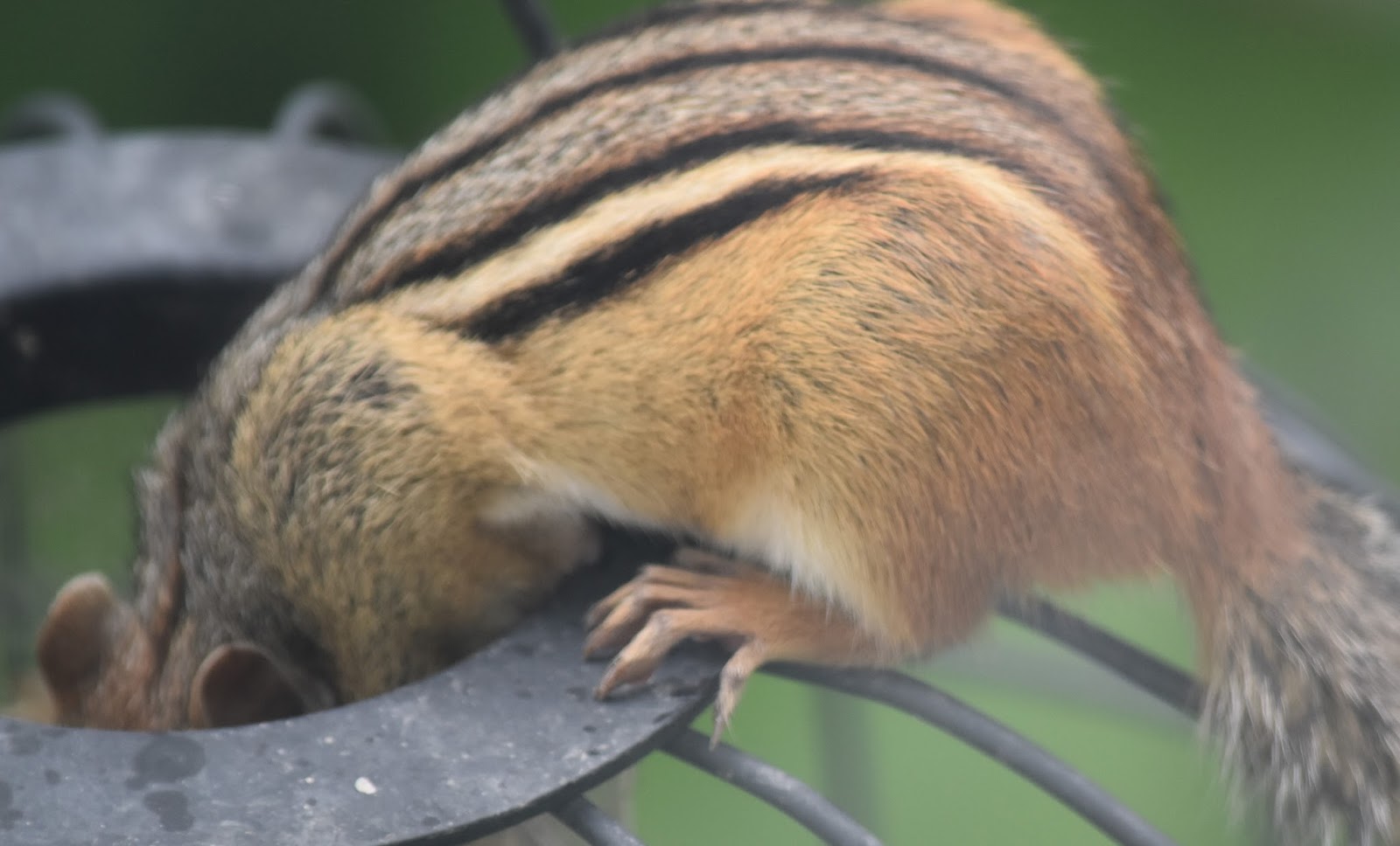 nature tales and camera trails: the pattern on a Chipmunks back for ...