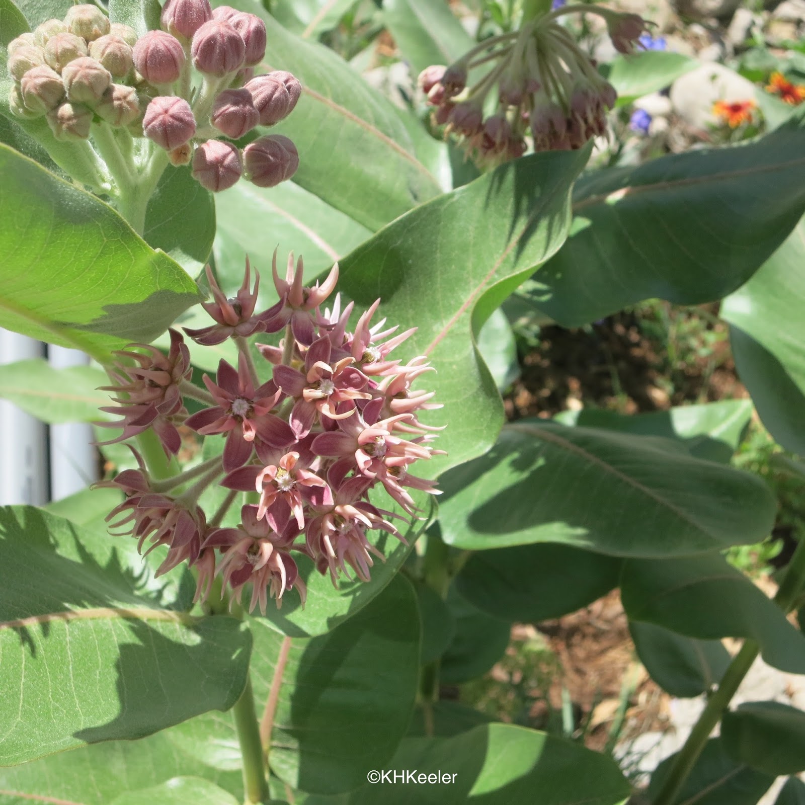 A Wandering Botanist: Milkweeds, Monarch Butterflies and Colorado