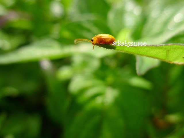 Baby Sumo Photography: Orange ladybug in Diving Competition - Kuala ...