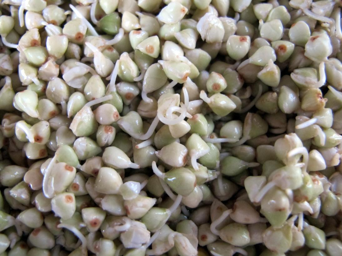 Ekoloinen: Idätyksen teoriaa ja käytäntöä