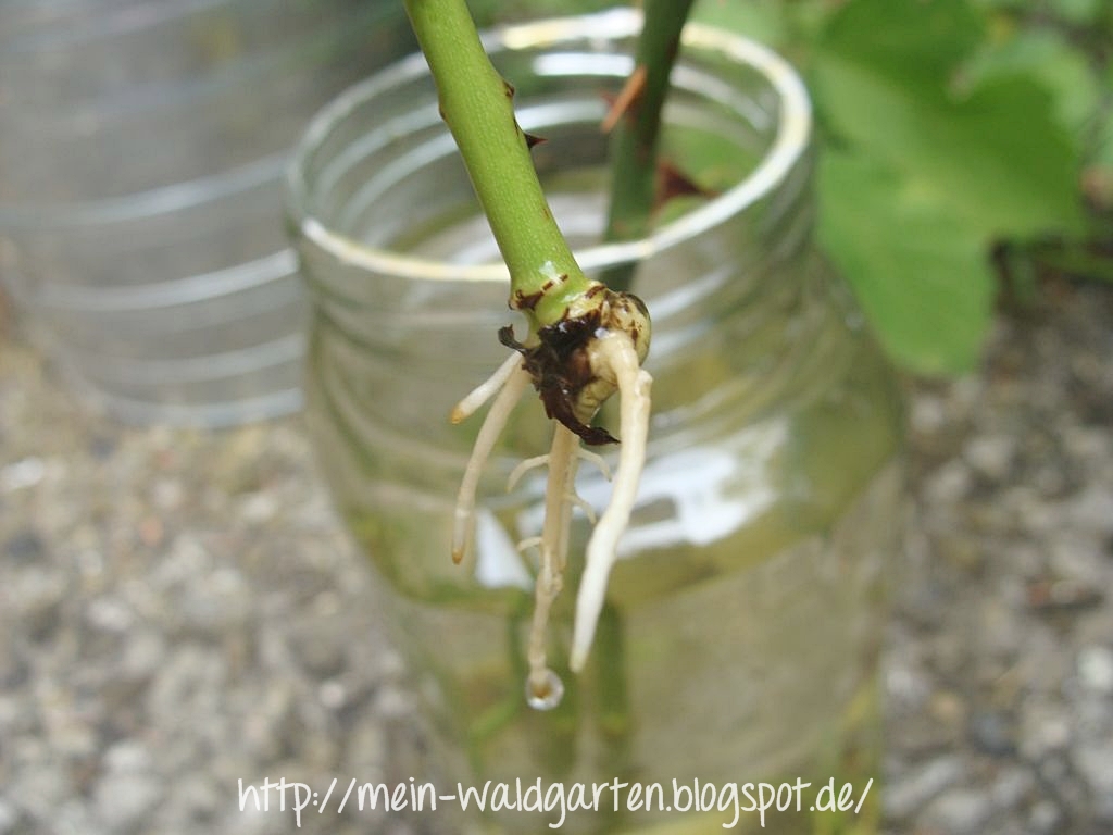 © Mein Waldgarten: Meine Rosenstecklinge sind angegangen!