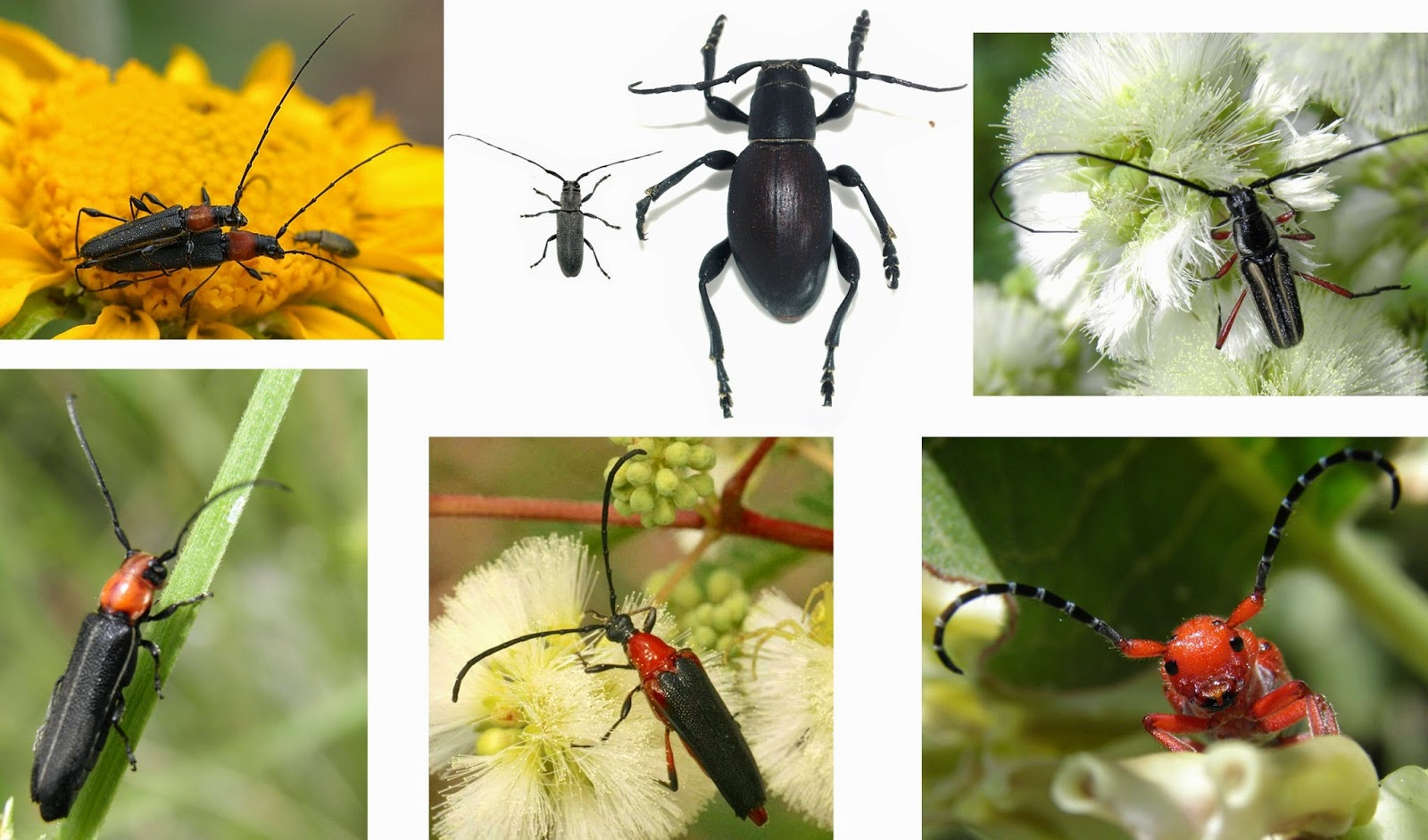 Arizona: Beetles, Bugs, Birds and more: August 2014
