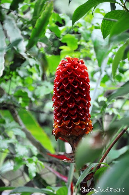 CHASING FOOD DREAMS: The World of Malaysia: Kampung Bukit Tinggi Expedition