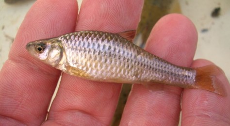 Obce gatunki ryb w polskich wodach cz. I ~ Naturalnie