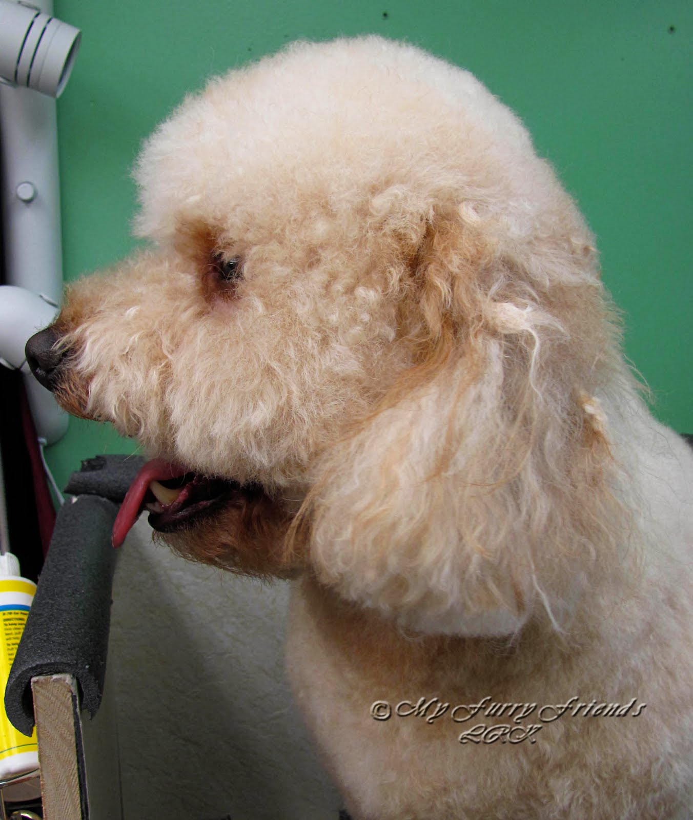 Pet Grooming: The Good, The Bad, & The Furry: She Wanted a Crew Cut..