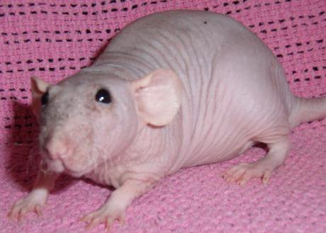 Sphynx Rats for Sale by Breeder: Sphynx Rats for Sale!