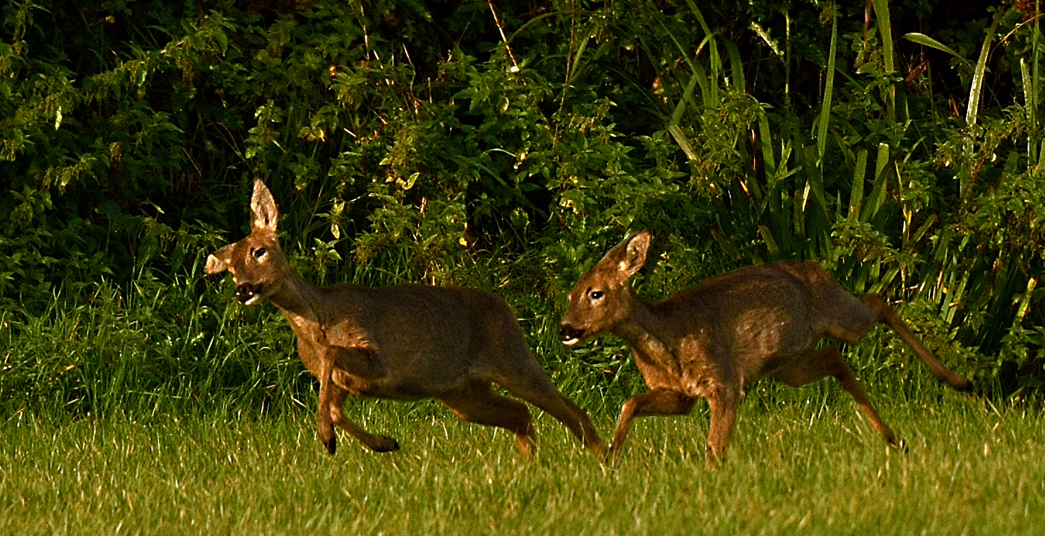 Alan James Photography : Working the browse line