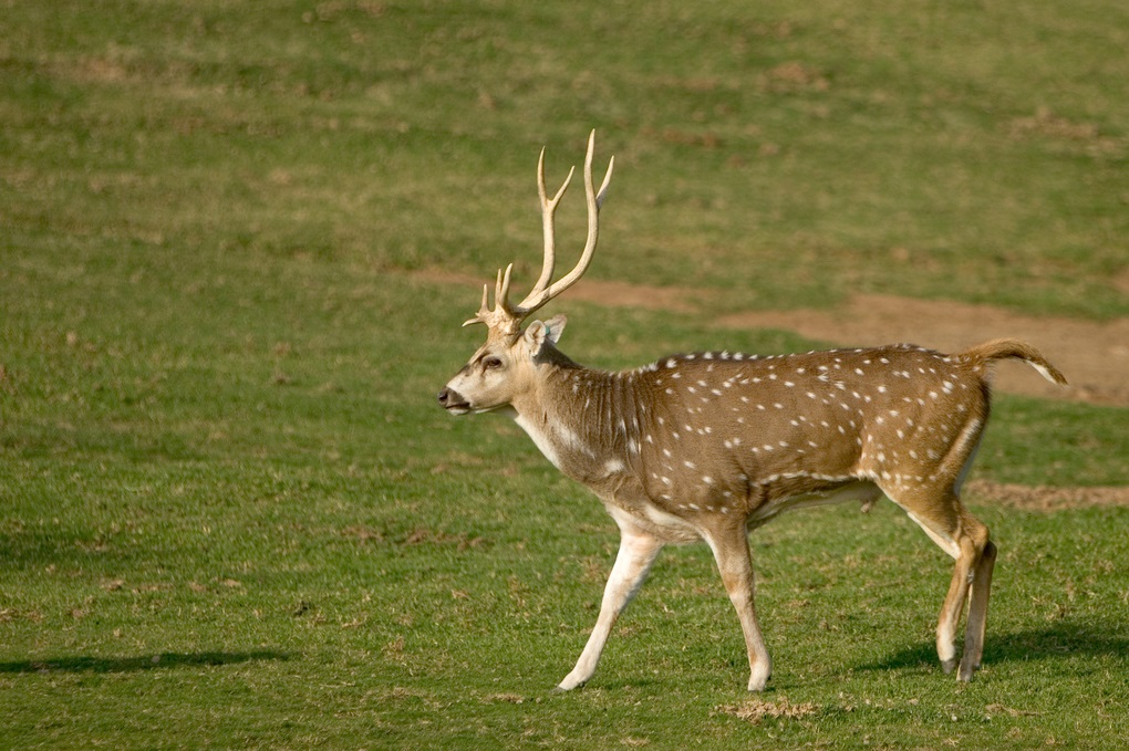 Imparare con la Geografia: 40 Il pianeta Terra - Foreste boreali ...