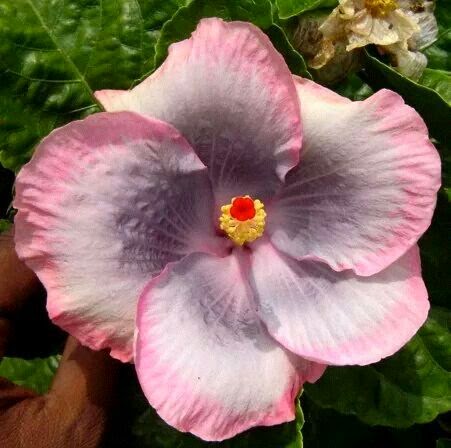 Hibiscus/Joba flower_018