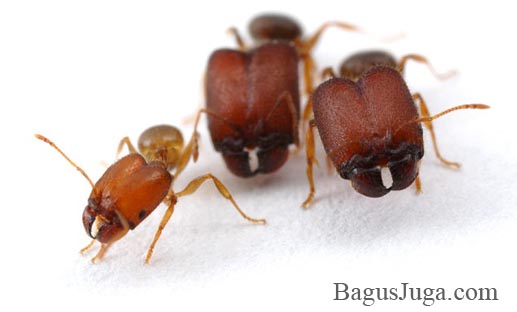 Ilmuwan Genetika Berhasil Menciptakan Semut Dengan Kepala Besar ~ copas