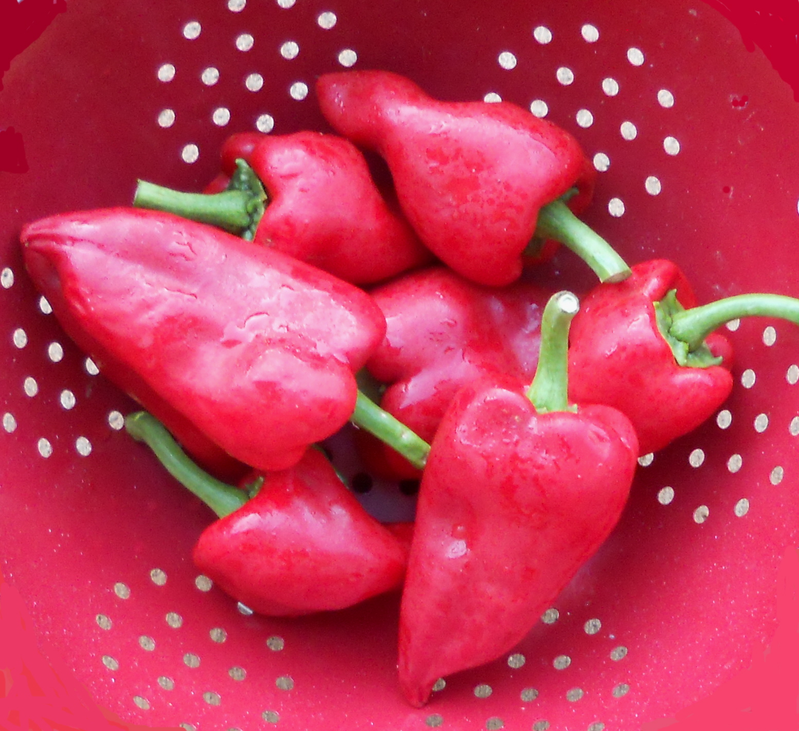 A Kihei Garden Cuisine: Pimientos del Piquillo