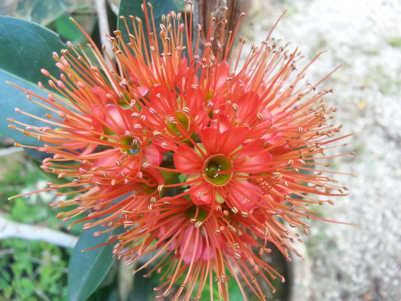 Laman Husna: Pokok Bunga Jambu Hiasan.