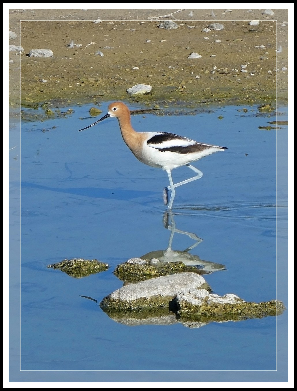 Ken's Photo Gallery: American Avocet (Recurviostra emericana)
