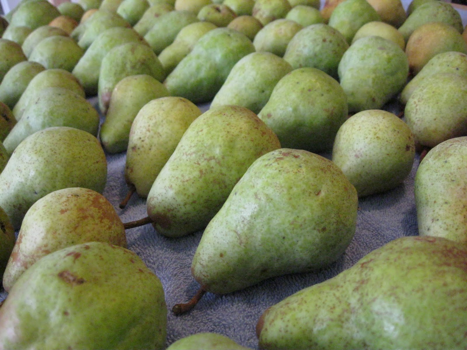 Things We Ate: Pears!