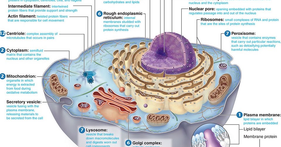 TSS-Connected: โครงสร้างและองค์ประกอบของเซลล์ (Cell Structure and ...