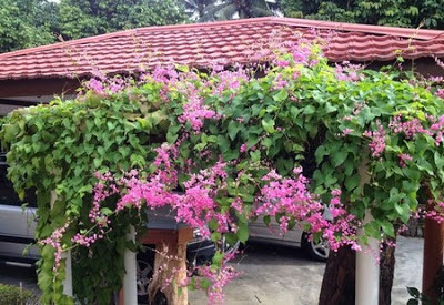 60+ Bunga Hias Yang Merambat