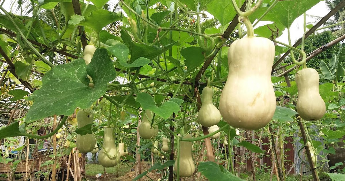 Panduan Cara Asik Menanam Labu Madu Agar Cepat Berbuah - Jual Paranet ...
