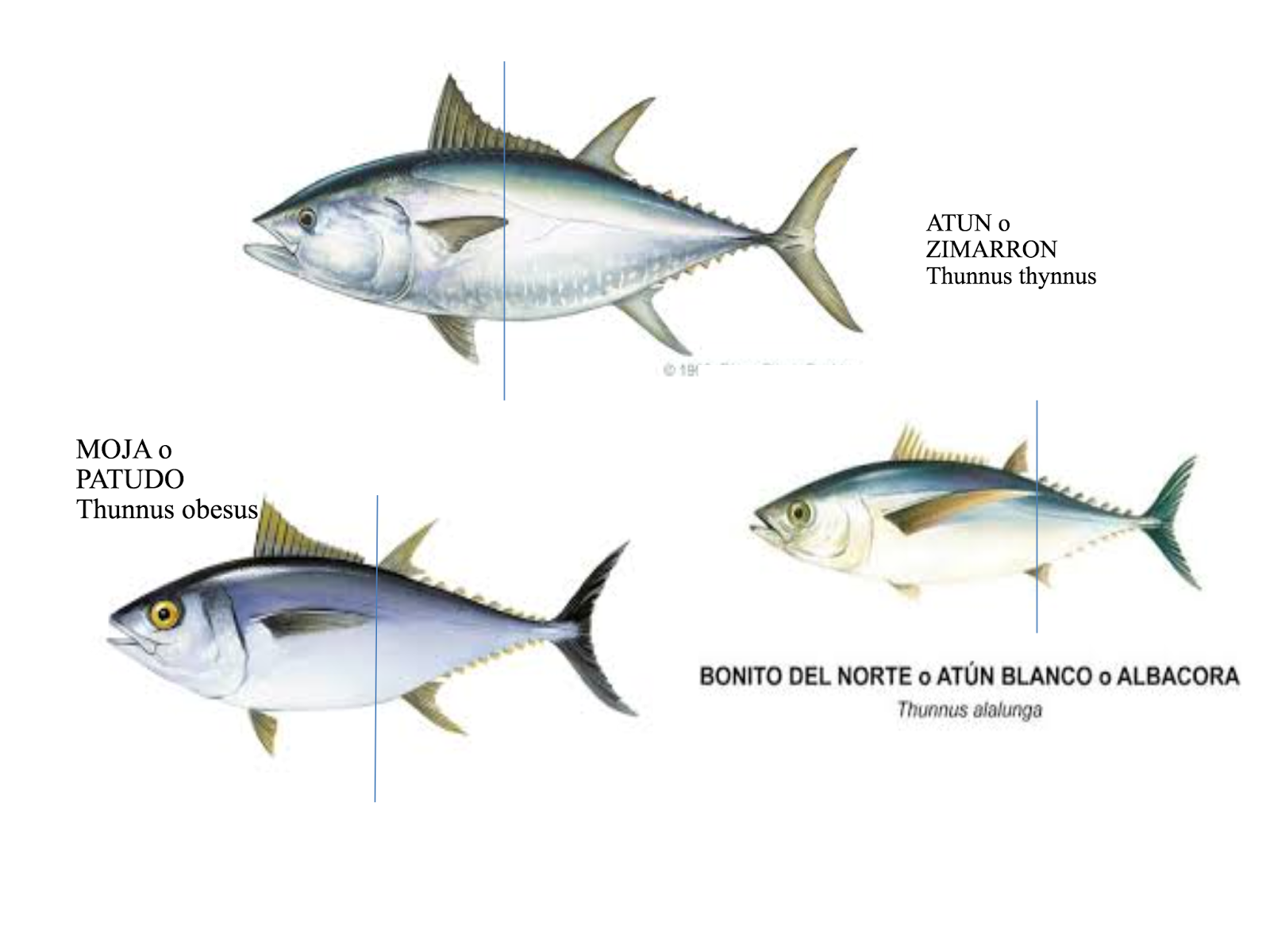 PESCA Y GASTRONOMÍA: ATUN, PATUDO Y BONITO