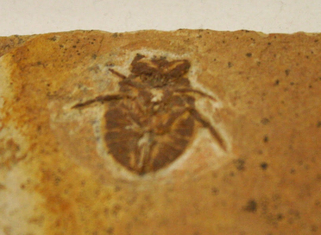 Louisville Fossils and Beyond: Hemiptera heteroptera Insect Fossil